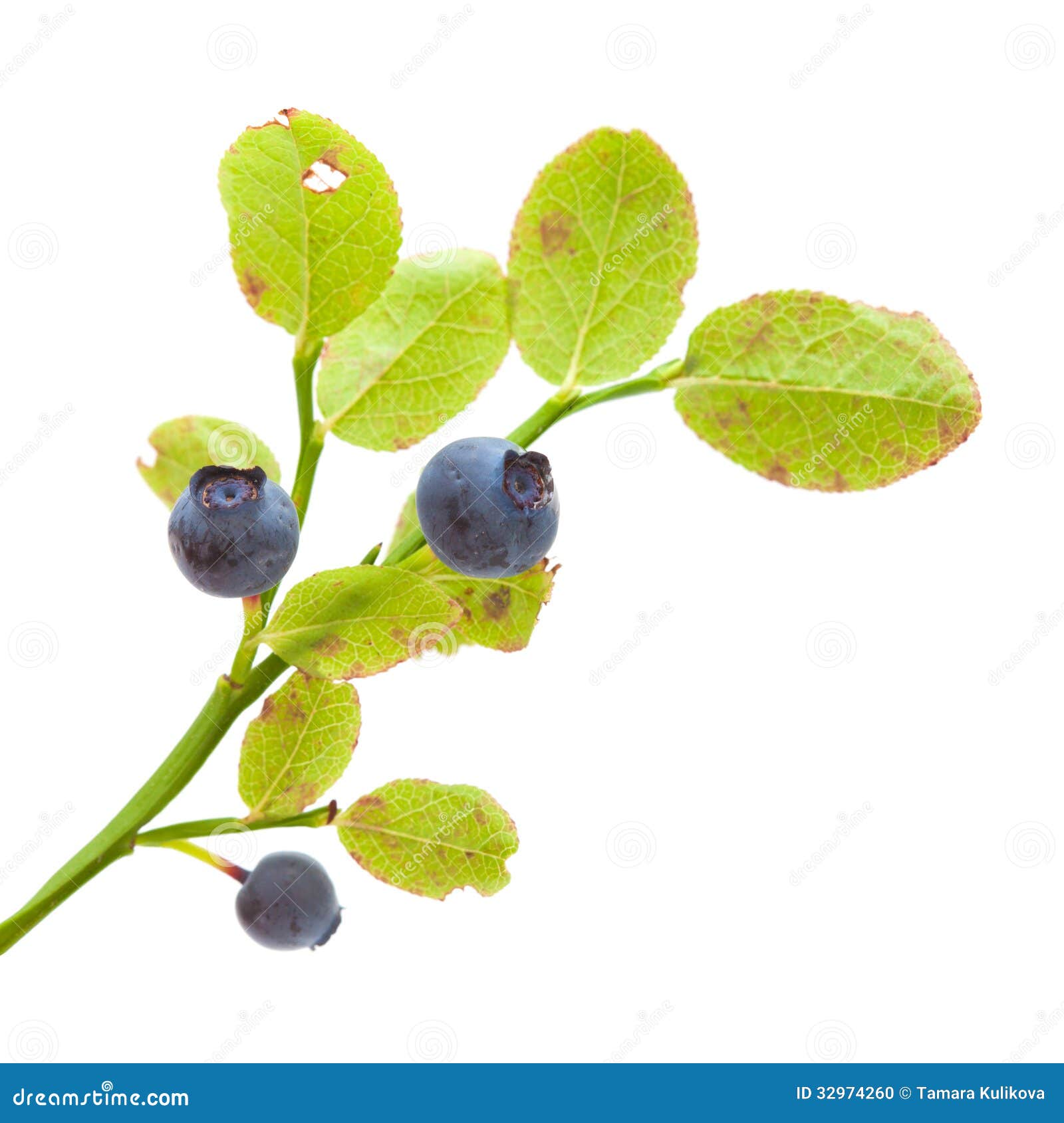 Bilberry isolated stock photo. Image of closeup, leaf - 32974260