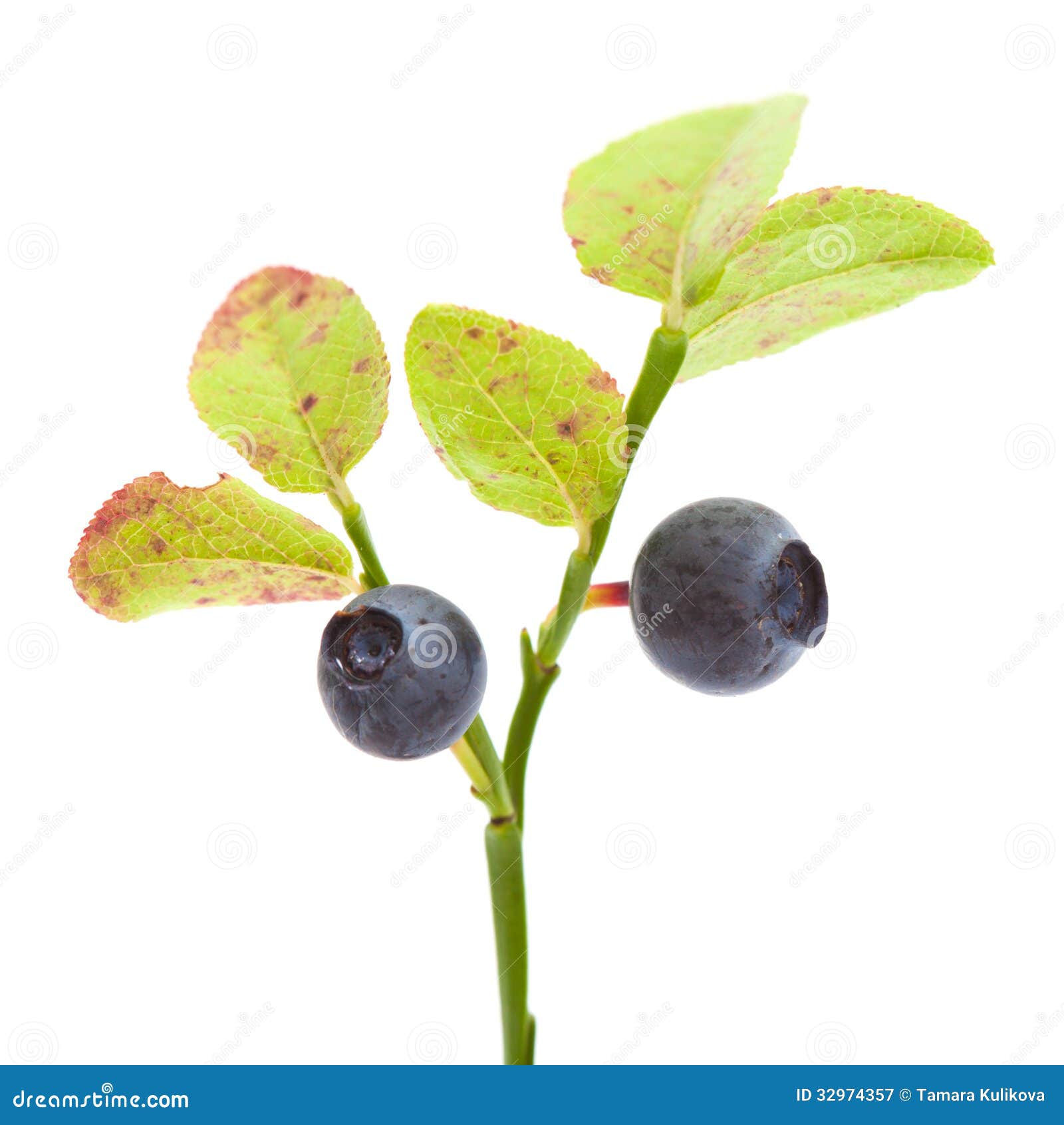 Bilberry isolated stock image. Image of closeup, food - 32974357