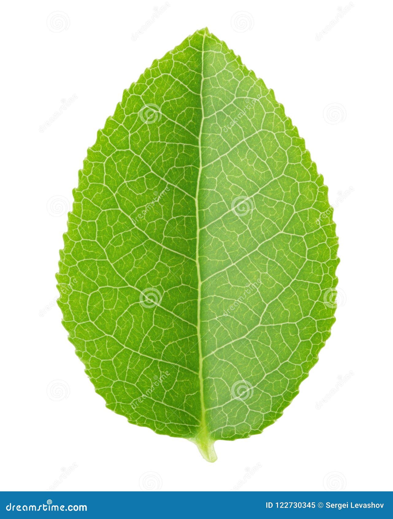 Bilberry Leaf Isolated on a White. Stock Image - Image of detailed ...