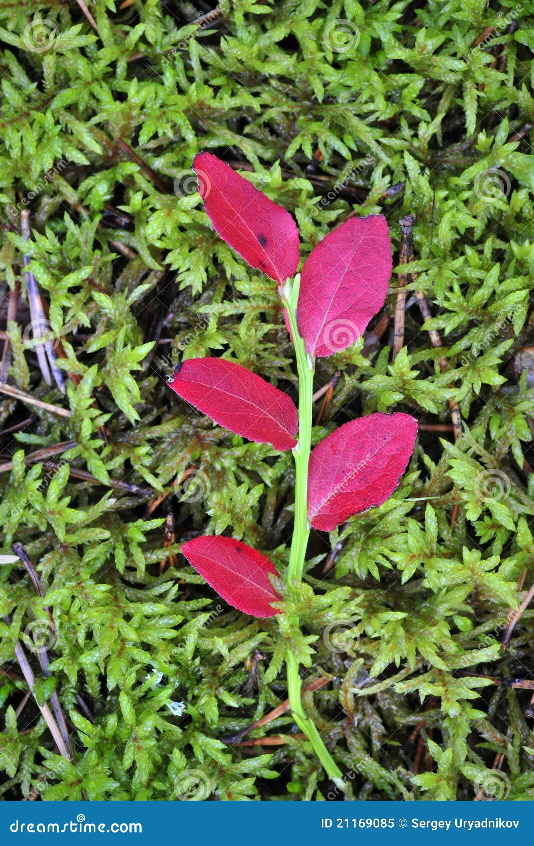 Bilberry leafs. stock image. Image of foliage, nature - 21169085