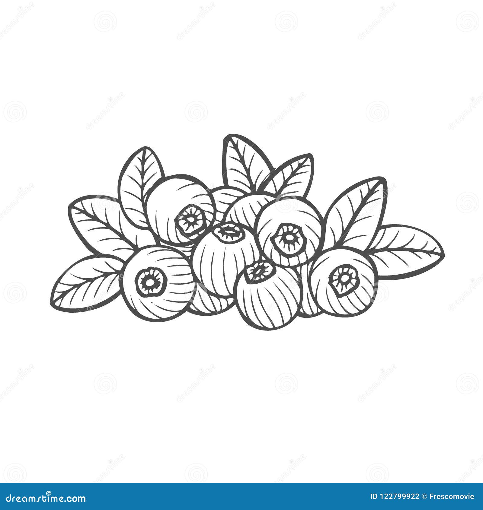 Bilberry Vector Illustration Stock Vector - Illustration of collection ...