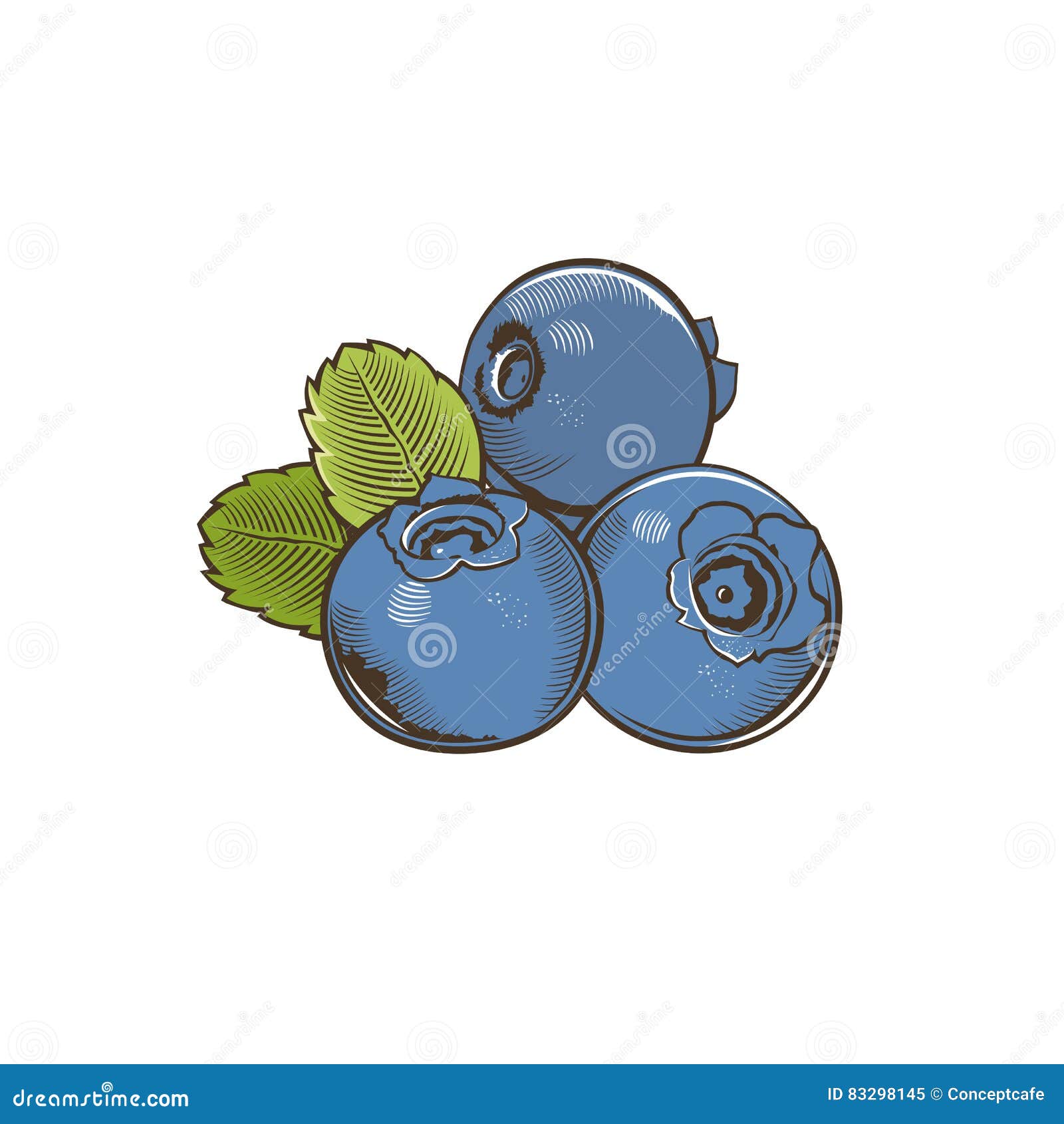 Bilberry in vintage style stock illustration. Illustration of harvest ...