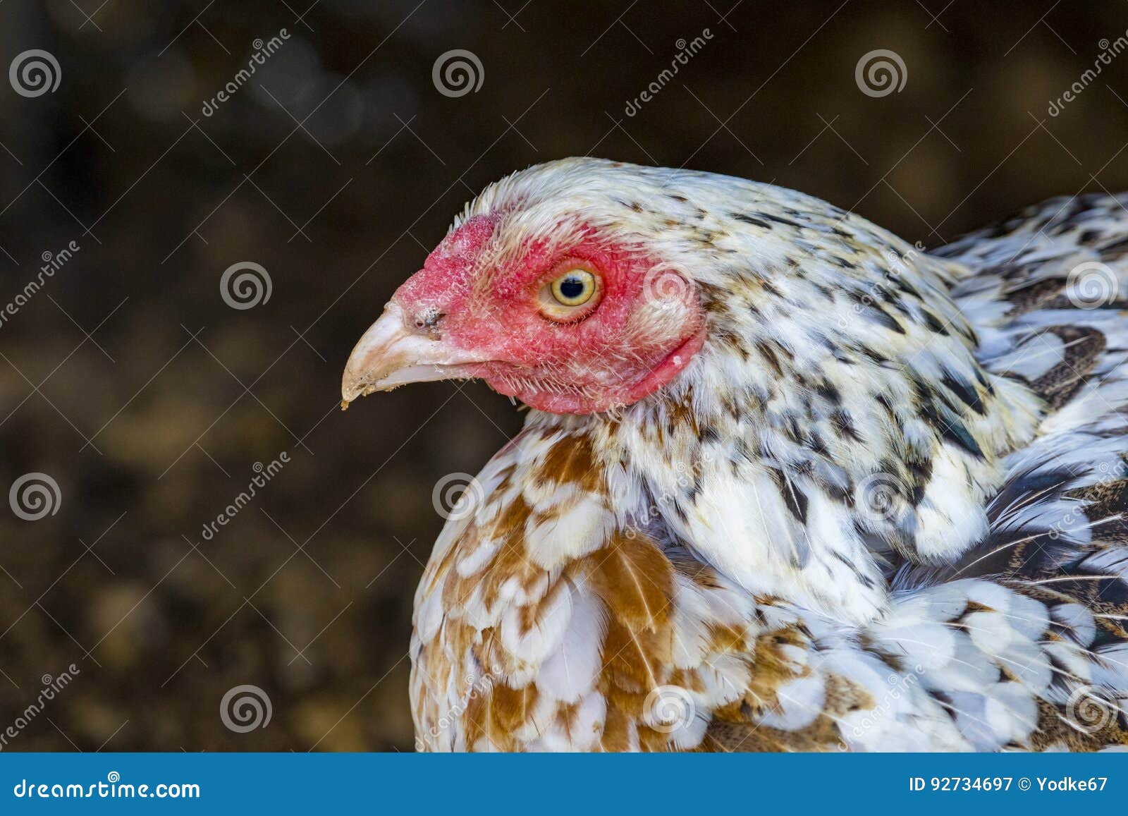 Bild Der Henne Aus Den Grund Stockbild - Bild von hühner, huhn: 92734697