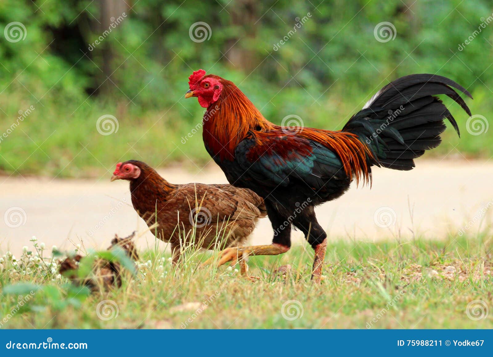 Bild Des Hahns Und Der Henne Stockbild - Bild von nahrung, feld: 75988211