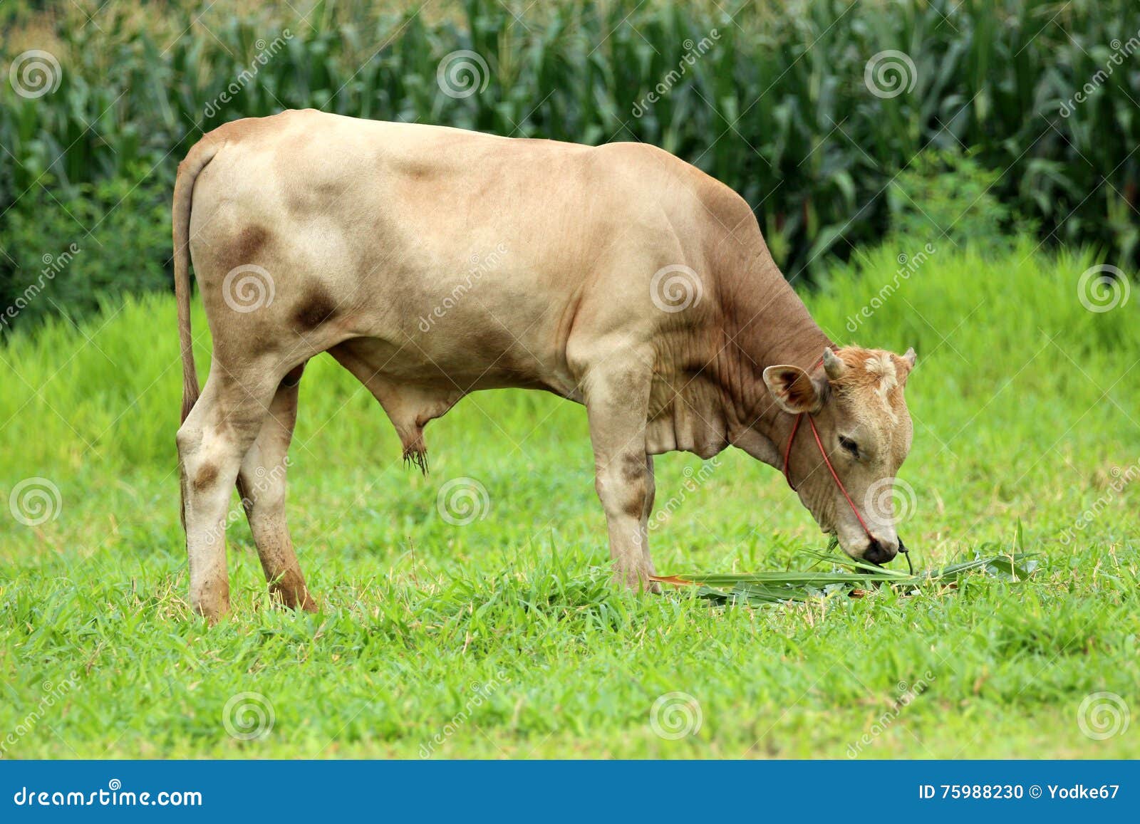 Bild einer braunen Kuh stockfoto. Bild von beweidung - 75988230