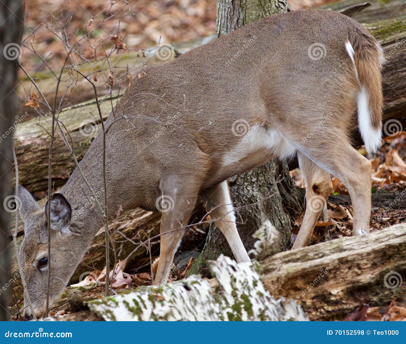 Bild Mit Einem Rotwild, Das Etwas Im Wald Isst Stockfoto - Bild von ...