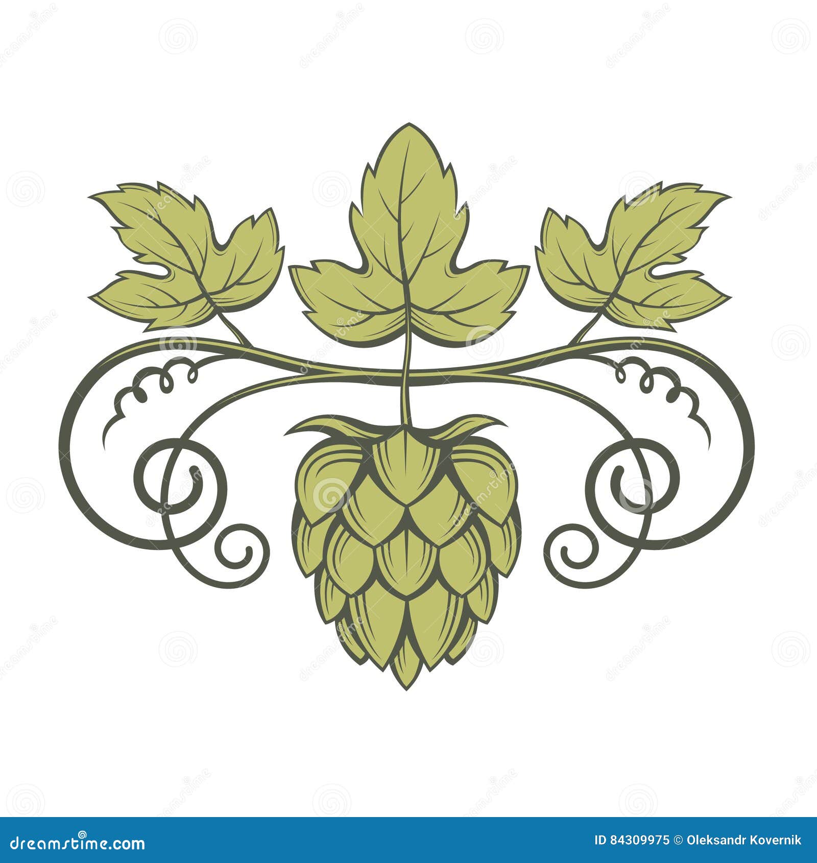 Bild von Hopfen vektor abbildung. Illustration von brauen - 84309975