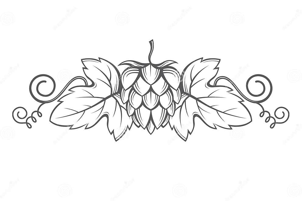 Bild von Hopfen vektor abbildung. Illustration von blätter - 84588329