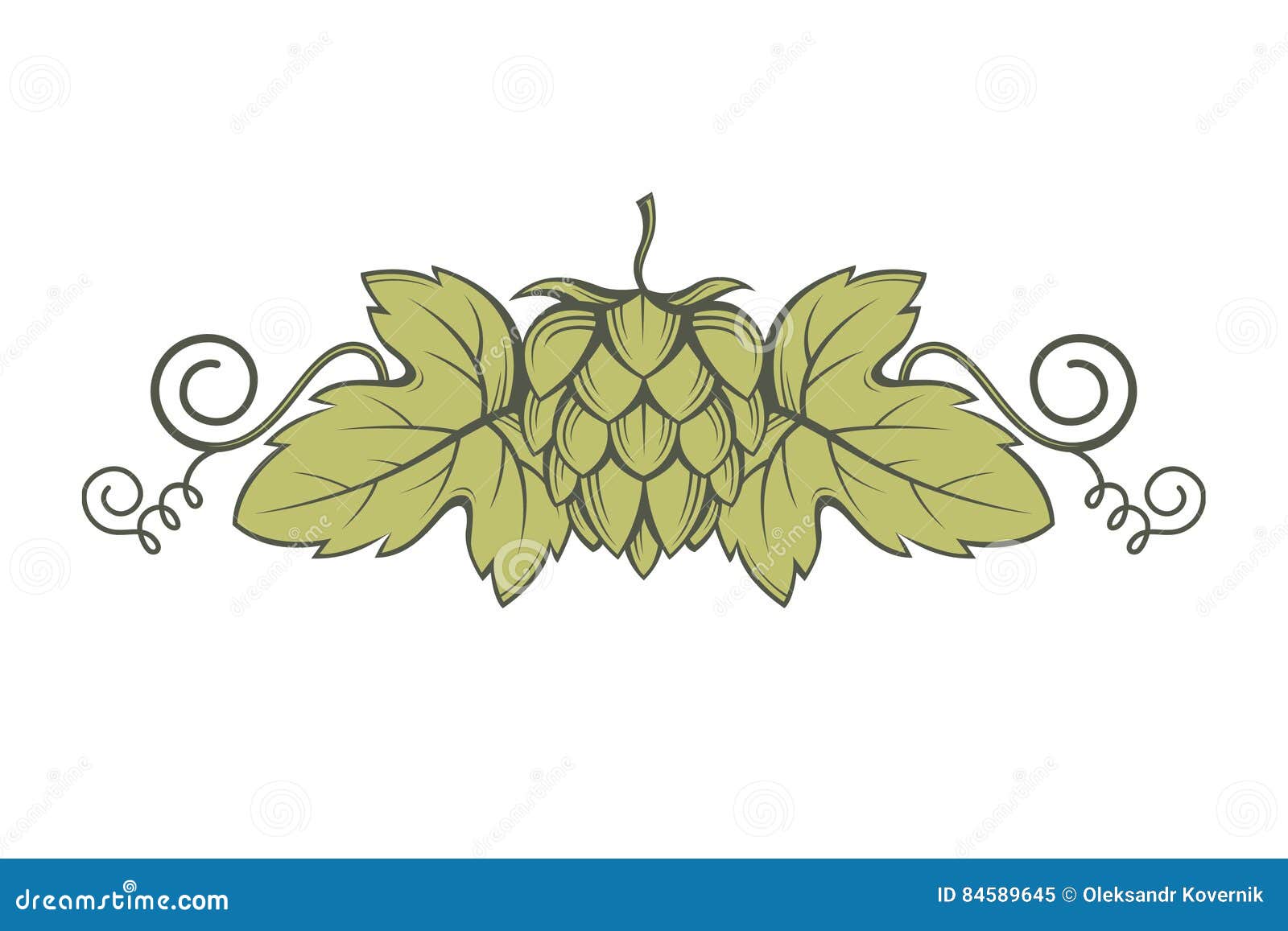 Bild von Hopfen vektor abbildung. Illustration von lager - 84589645
