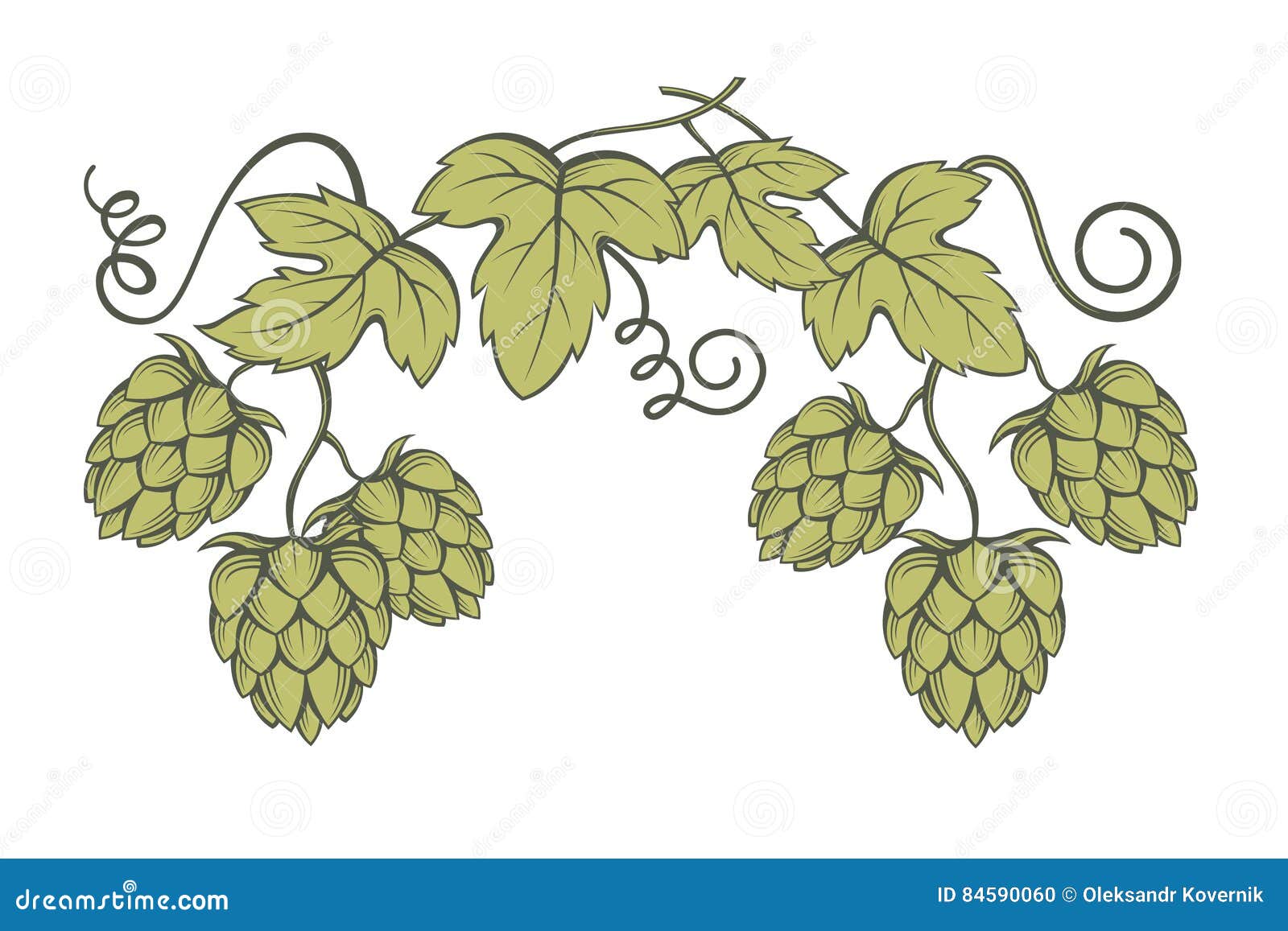 Bild von Hopfen vektor abbildung. Illustration von getrennt - 84590060