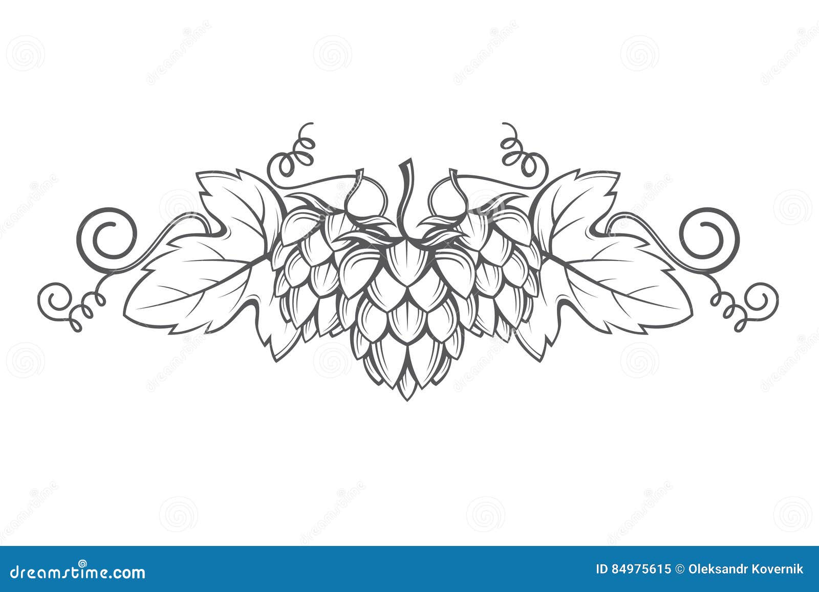 Bild von Hopfen vektor abbildung. Illustration von kraut - 84975615