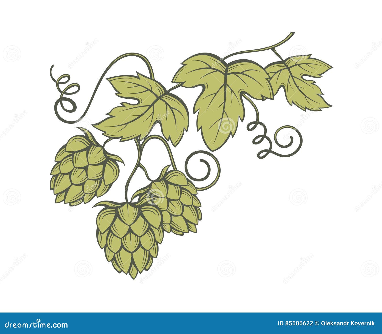 Bild von Hopfen vektor abbildung. Illustration von hopfen - 85506622