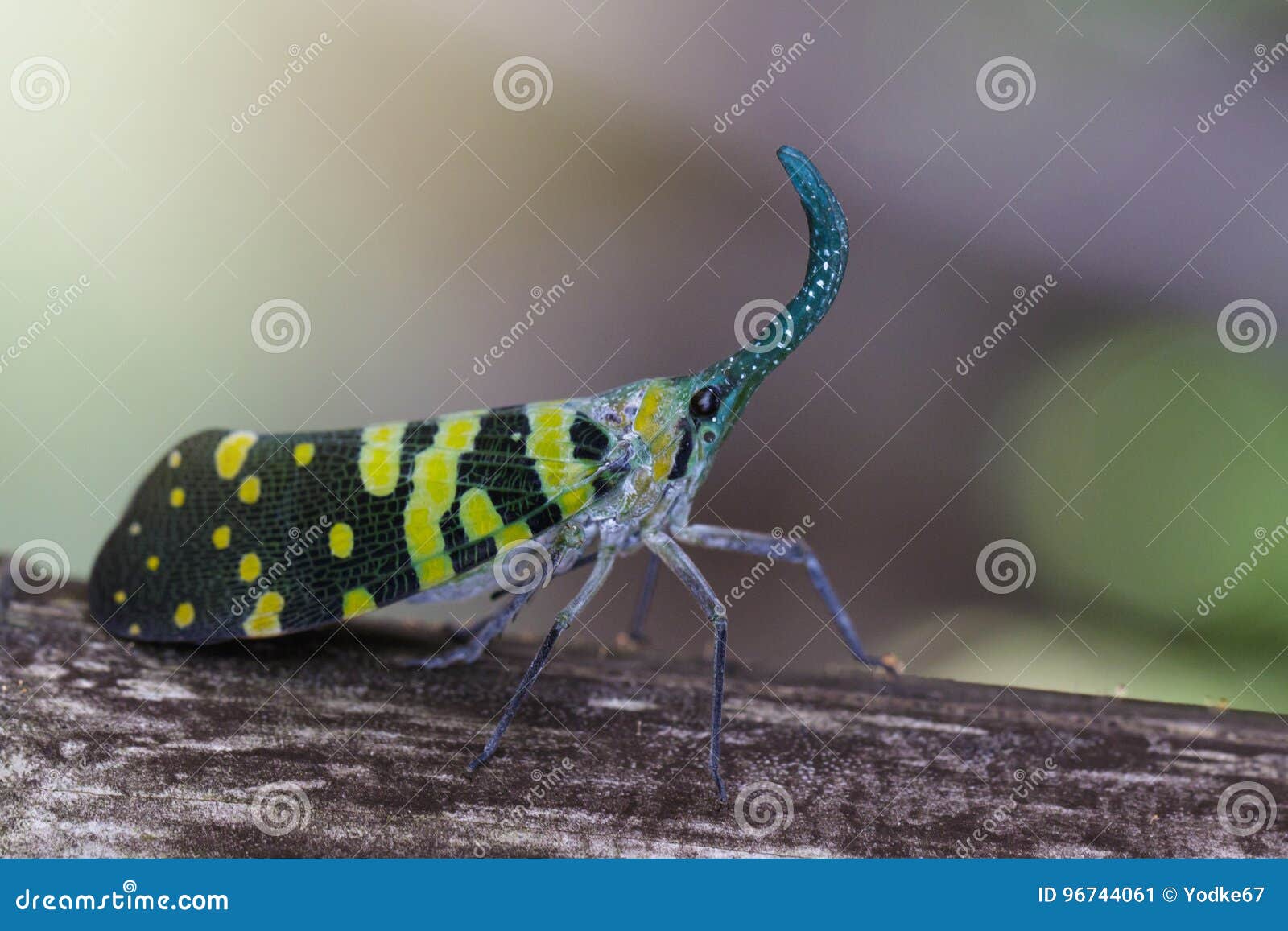 Bild Von Pyrops-viridirostris Westwood, 1848 Stockbild - Bild von ...