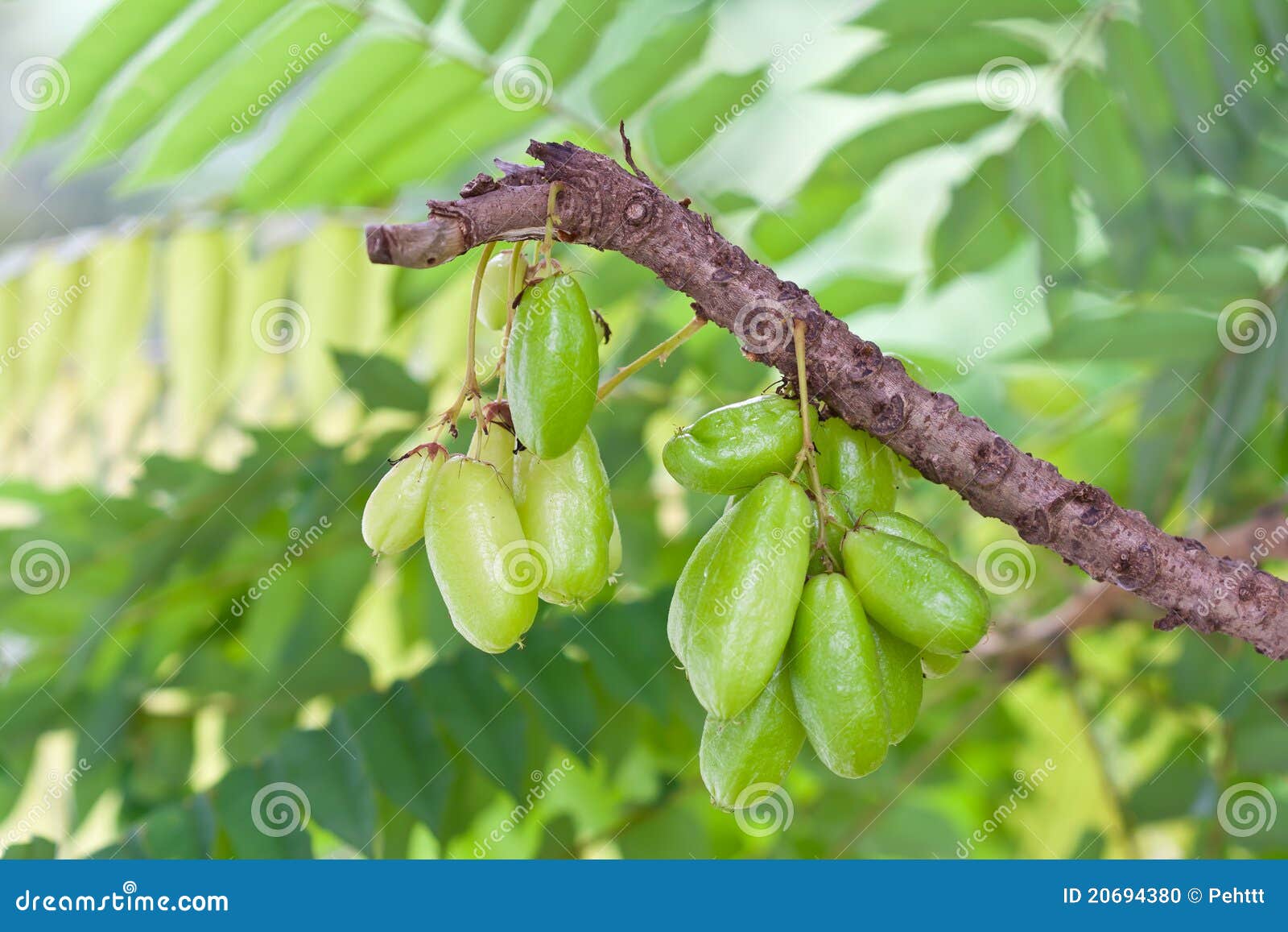 Bilimbi Fruit stock photo. Image of bright, green, medicinal - 20694380