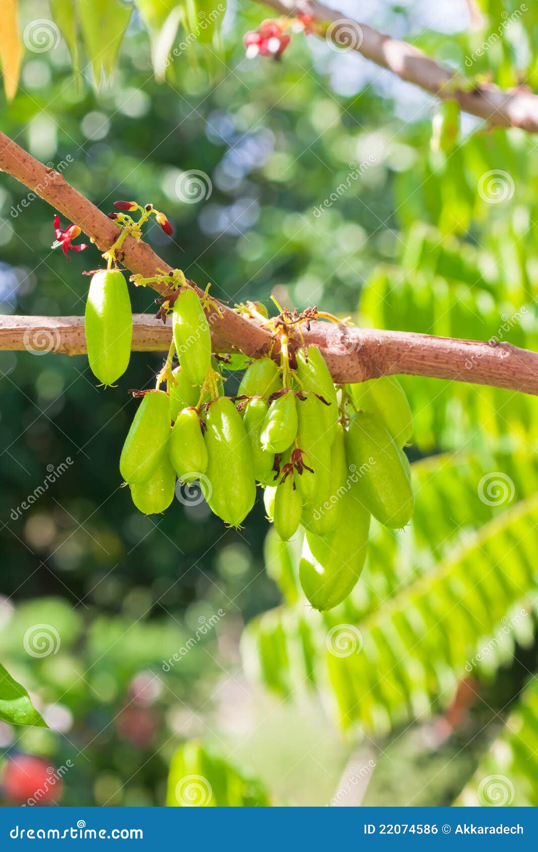 Bilimbi Fruit On Tree Stock Image | CartoonDealer.com #122781253