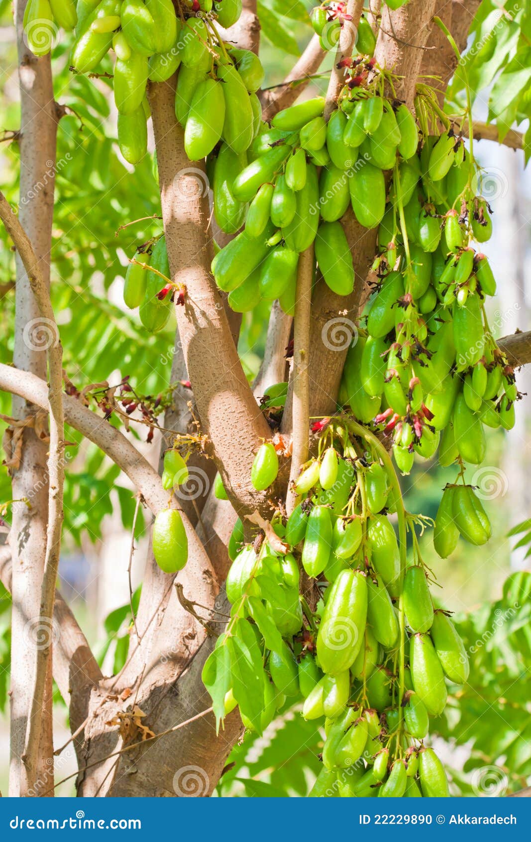 Bilimbi Fruit stock photo. Image of climate, warm, fresh - 22229890