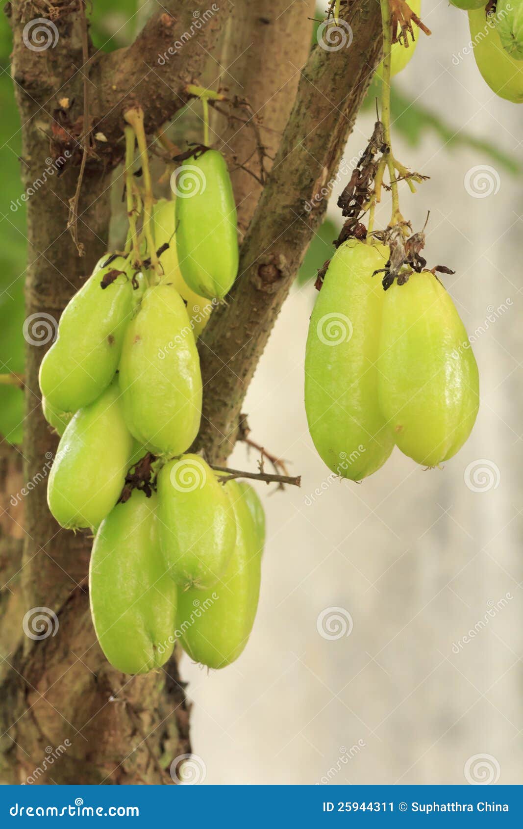 Bilimbi Fruit stock image. Image of plant, cucumber, tropical - 25944311