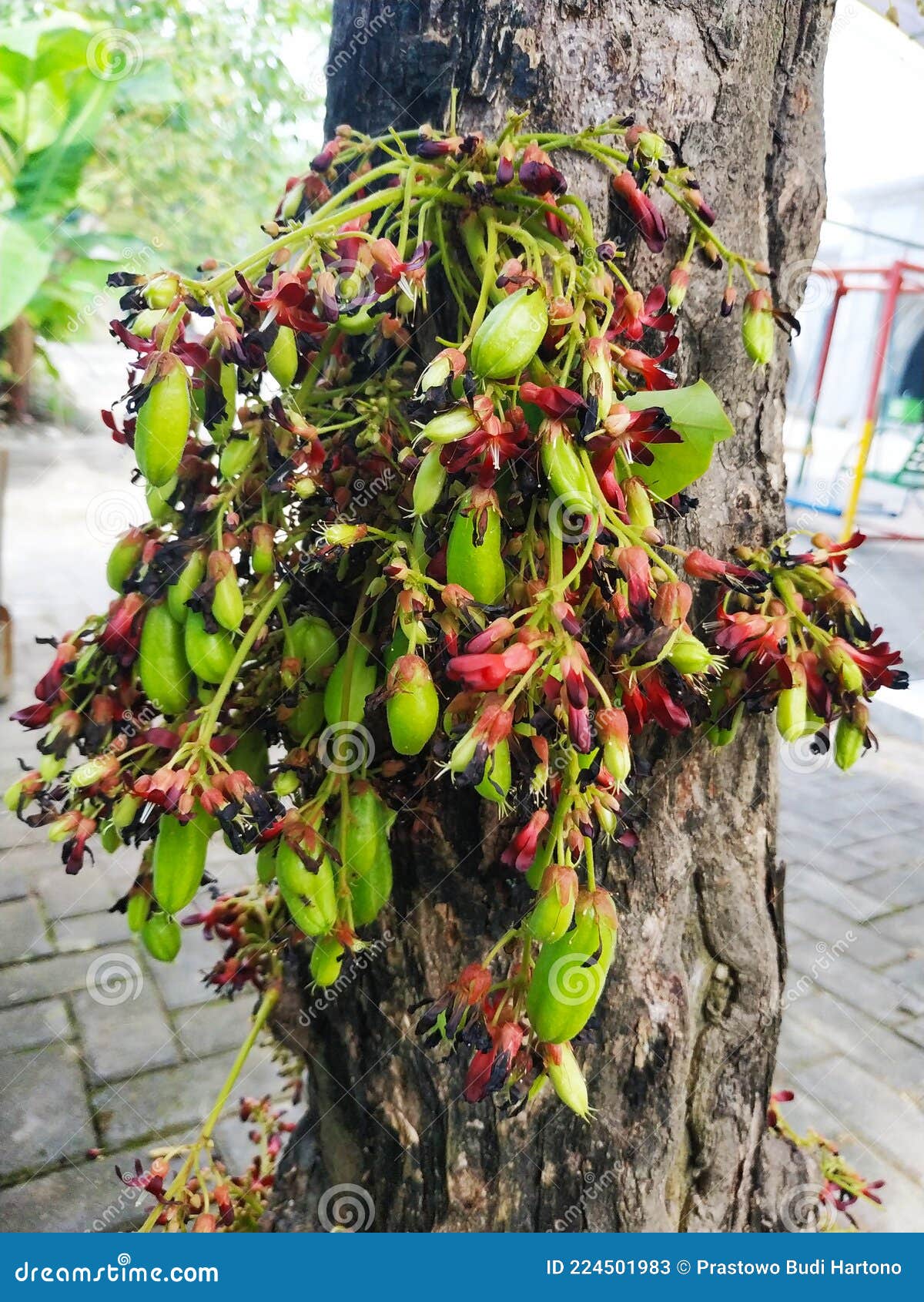 Bilimbi fruit stock image. Image of taste, green, tree - 224501983