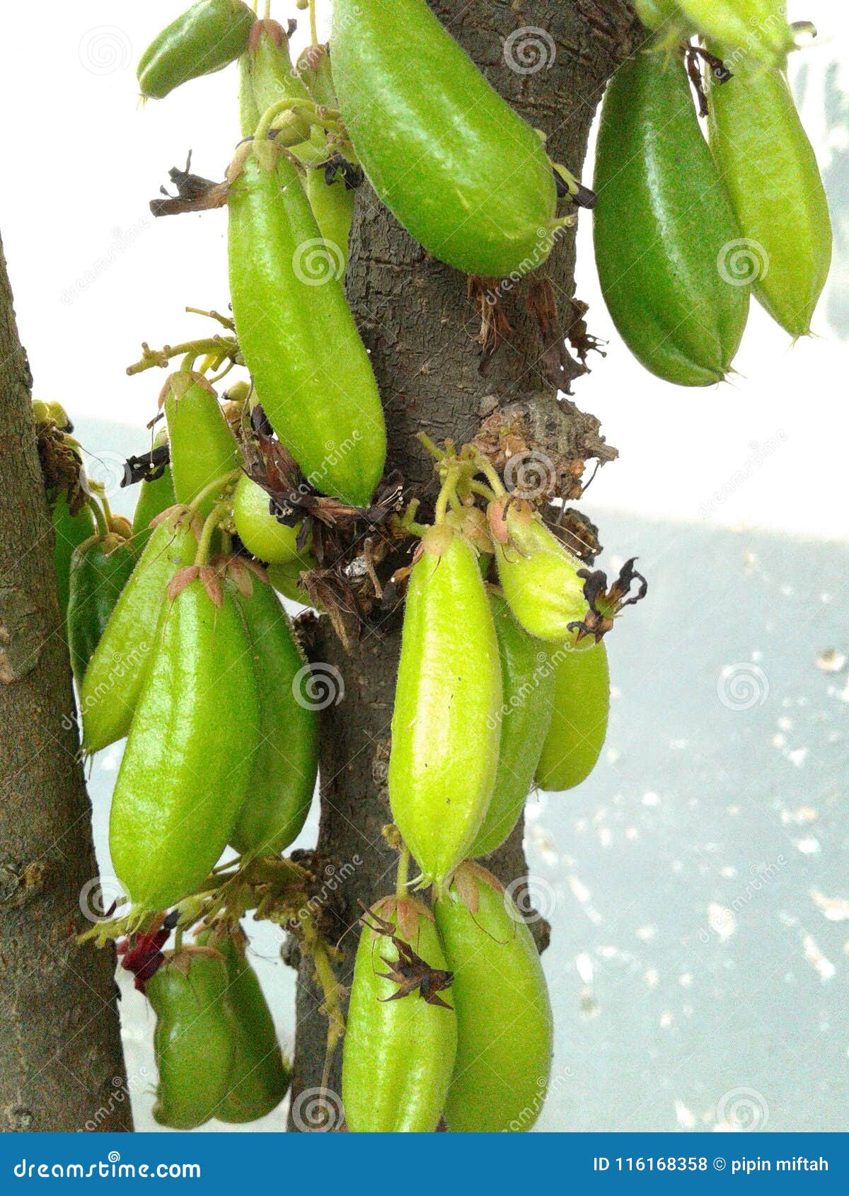 Bilimbi fruit stock photo. Image of fruit, tree, hang - 116168358