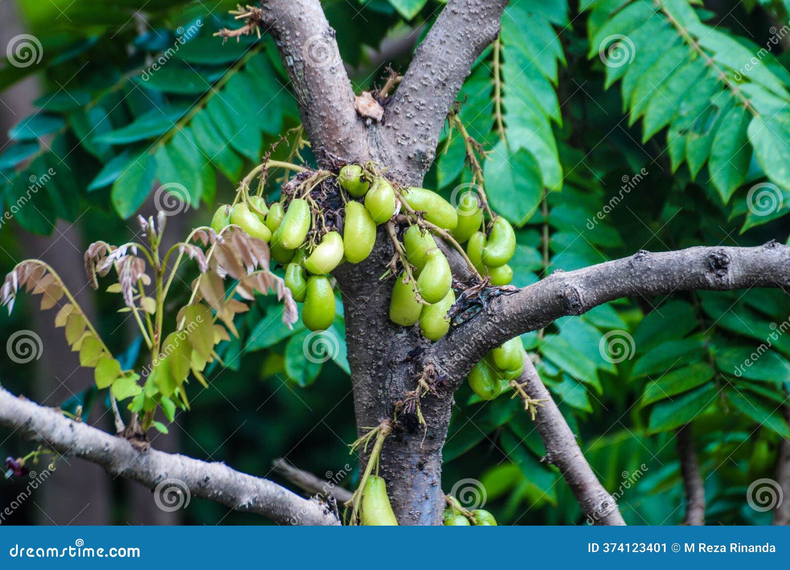 Bilimbi Fruit Royalty-Free Stock Photography | CartoonDealer.com #25944311