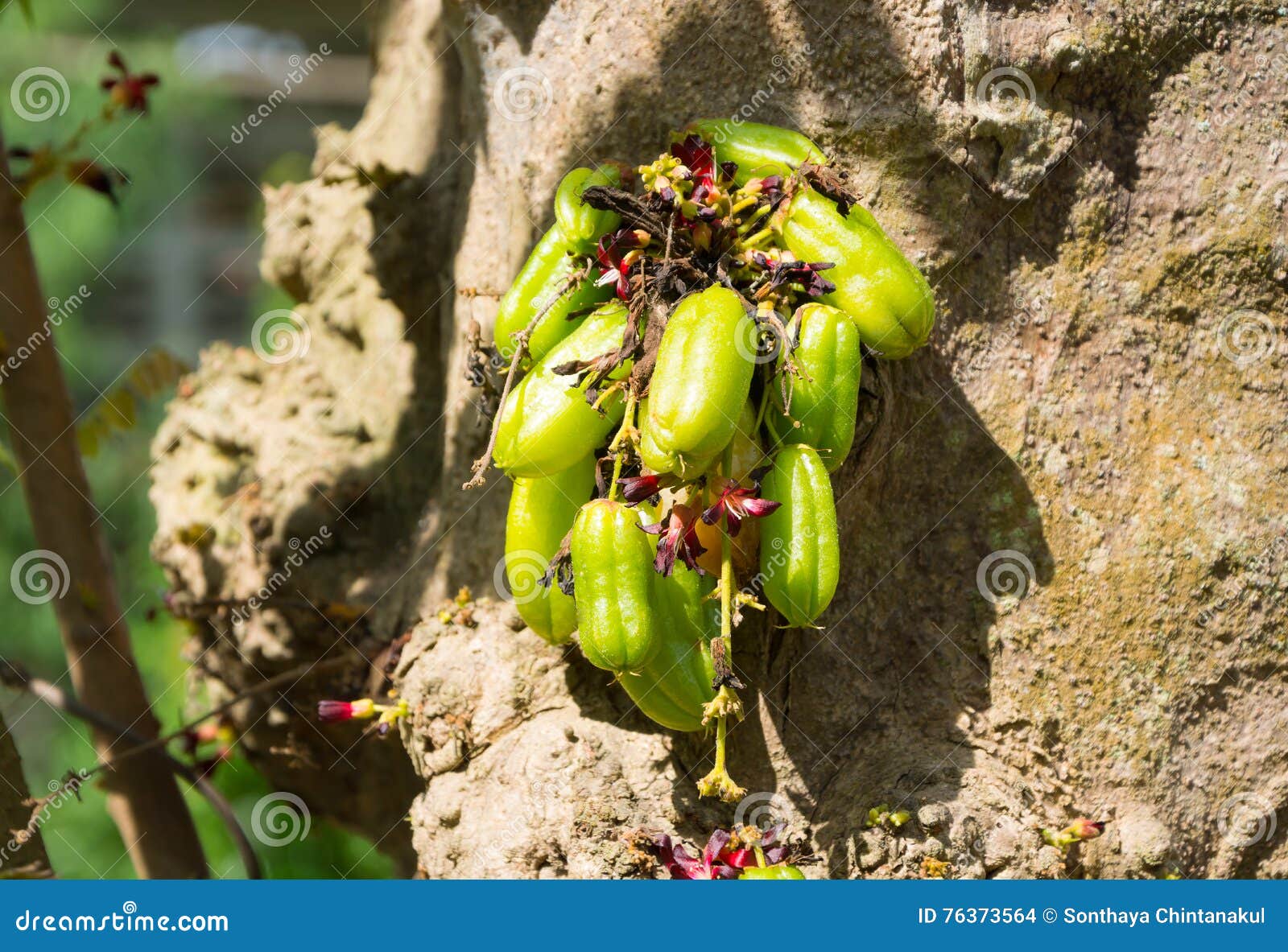 BILIMBI FRUIT or PASSION FRUIT Stock Photo - Image of lines, jungle ...