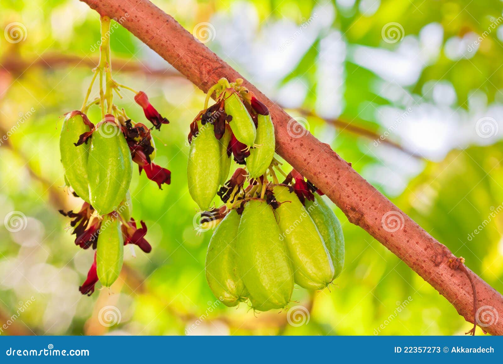 Bilimbi Fruit on tree stock image. Image of climate, plant - 22357273