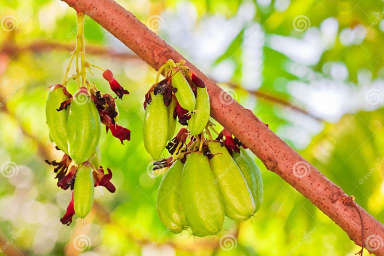 Bilimbi Fruit on tree stock image. Image of climate, plant - 22357273