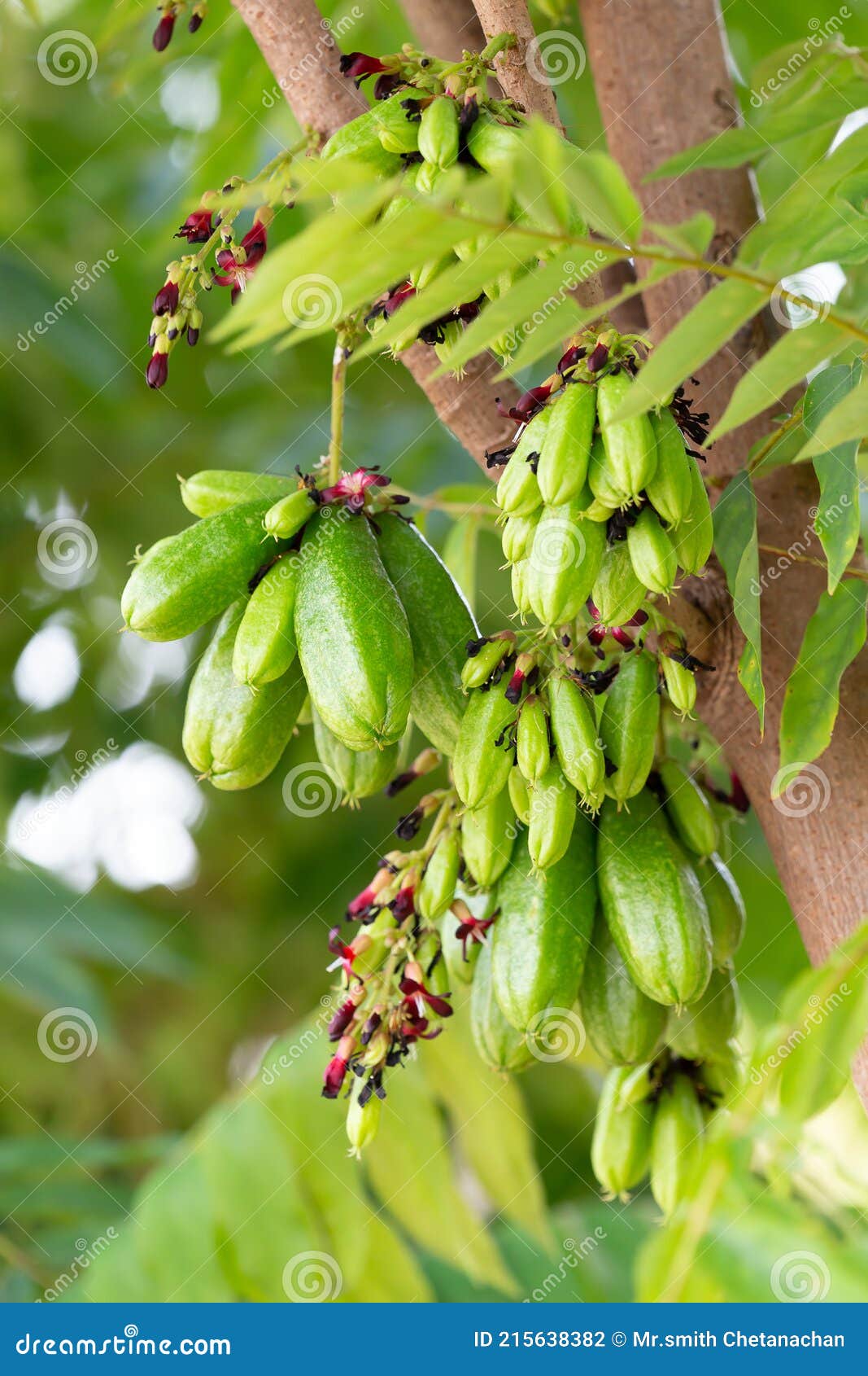 Bilimbi Fruit On Tree Stock Image | CartoonDealer.com #122781253