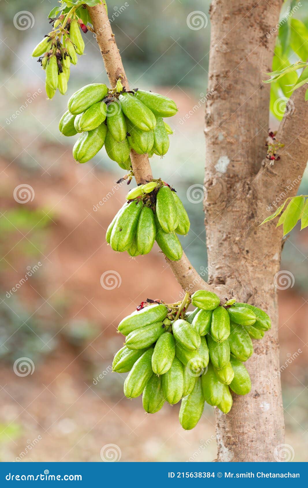 Bilimbi Fruit Royalty-Free Stock Image | CartoonDealer.com #22229890