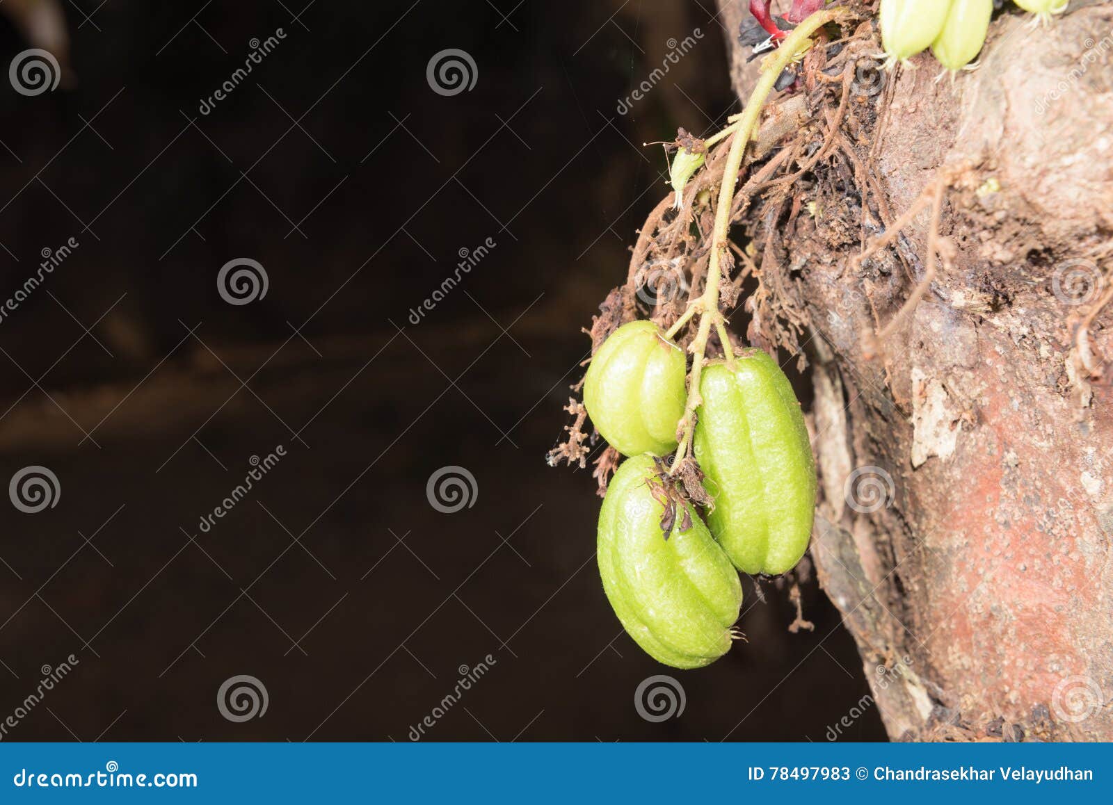 Bilimbi fruit on a tree stock image. Image of acidity - 78497983