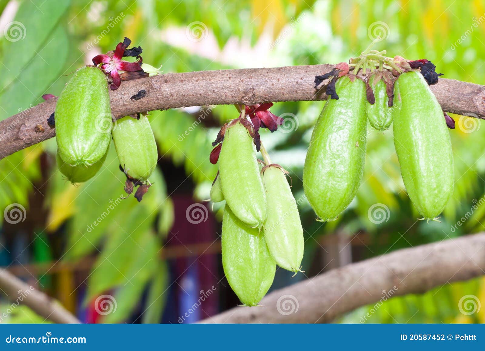 Bilimbi Fruits stock photo. Image of food, plant, trunk - 20587452