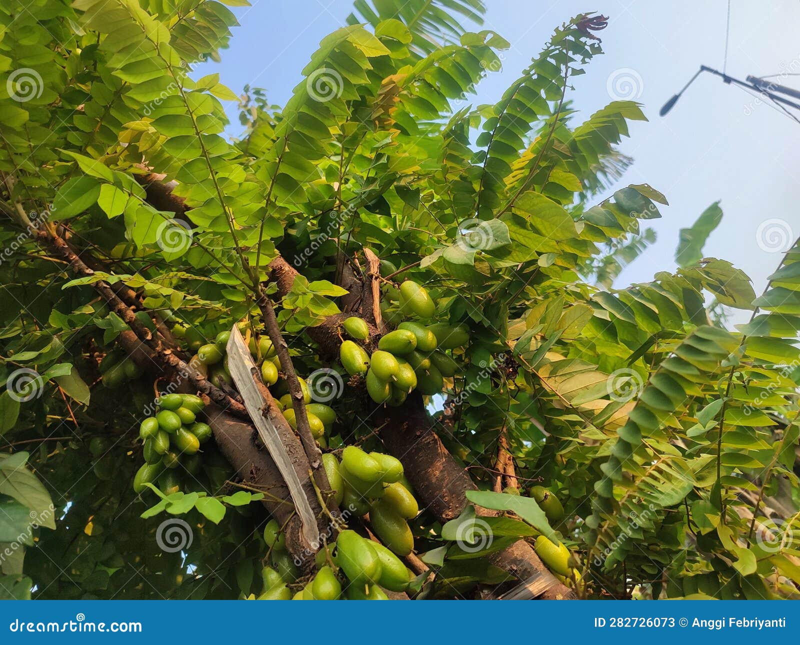 Bilimbi Fruits on Tree in Nature Stock Image - Image of branch, jungle ...