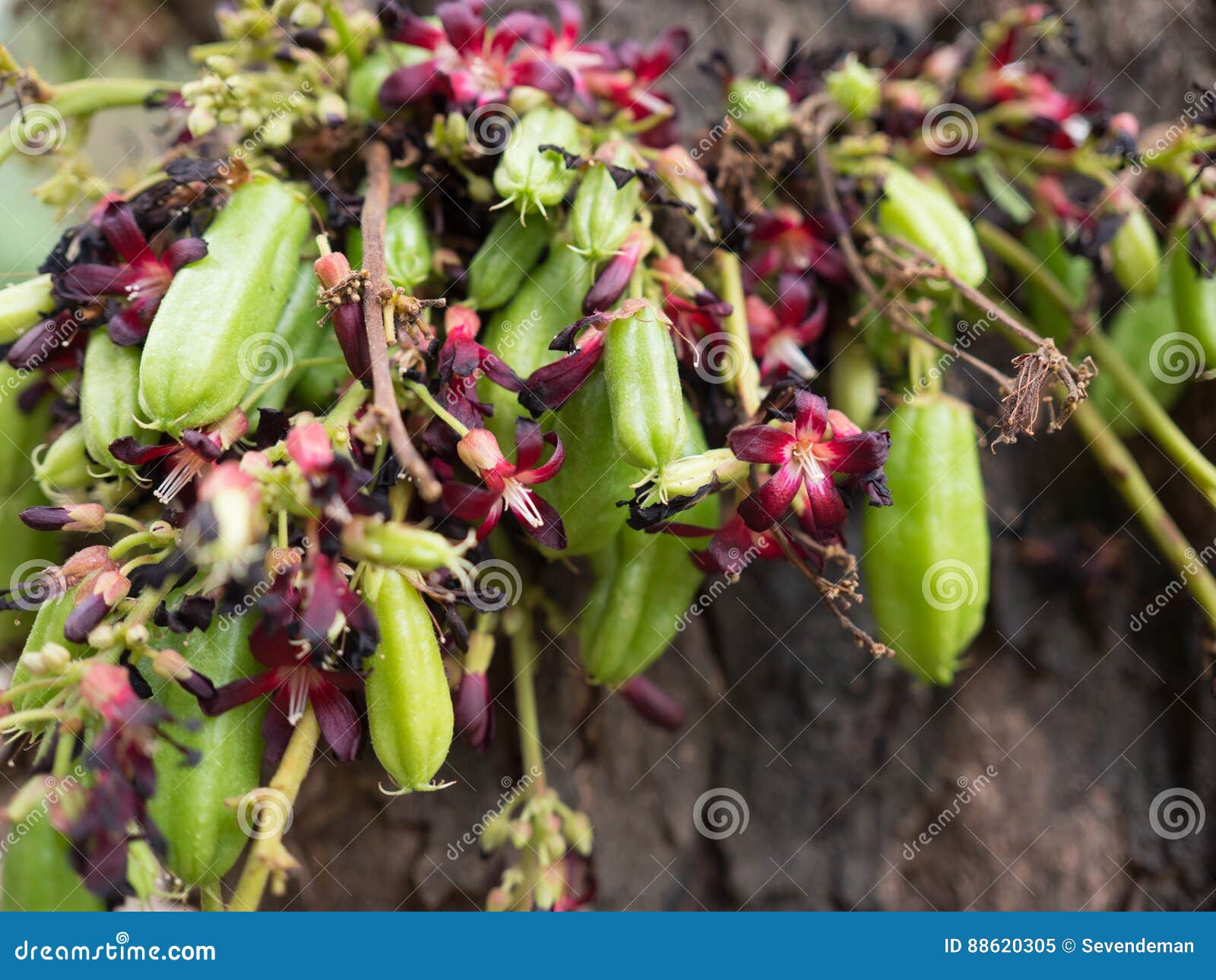 Bilimbi on the tree. stock image. Image of averrhoa, white - 88620305