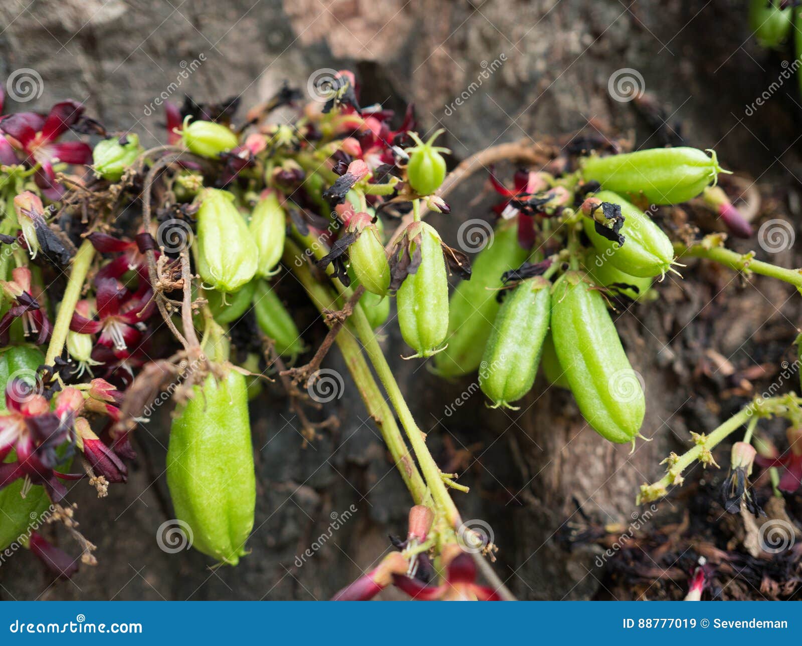 Bilimbi on the tree. stock image. Image of belimbing - 88777019
