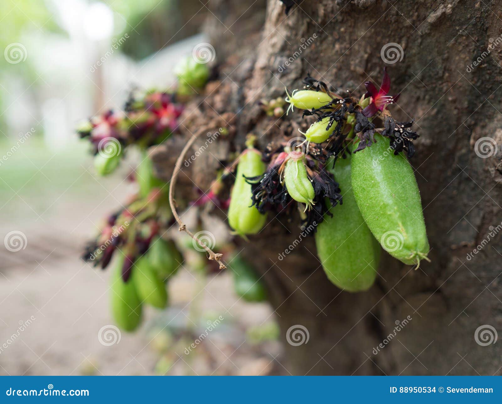 Bilimbi on the tree. stock photo. Image of fresh, group - 88950534