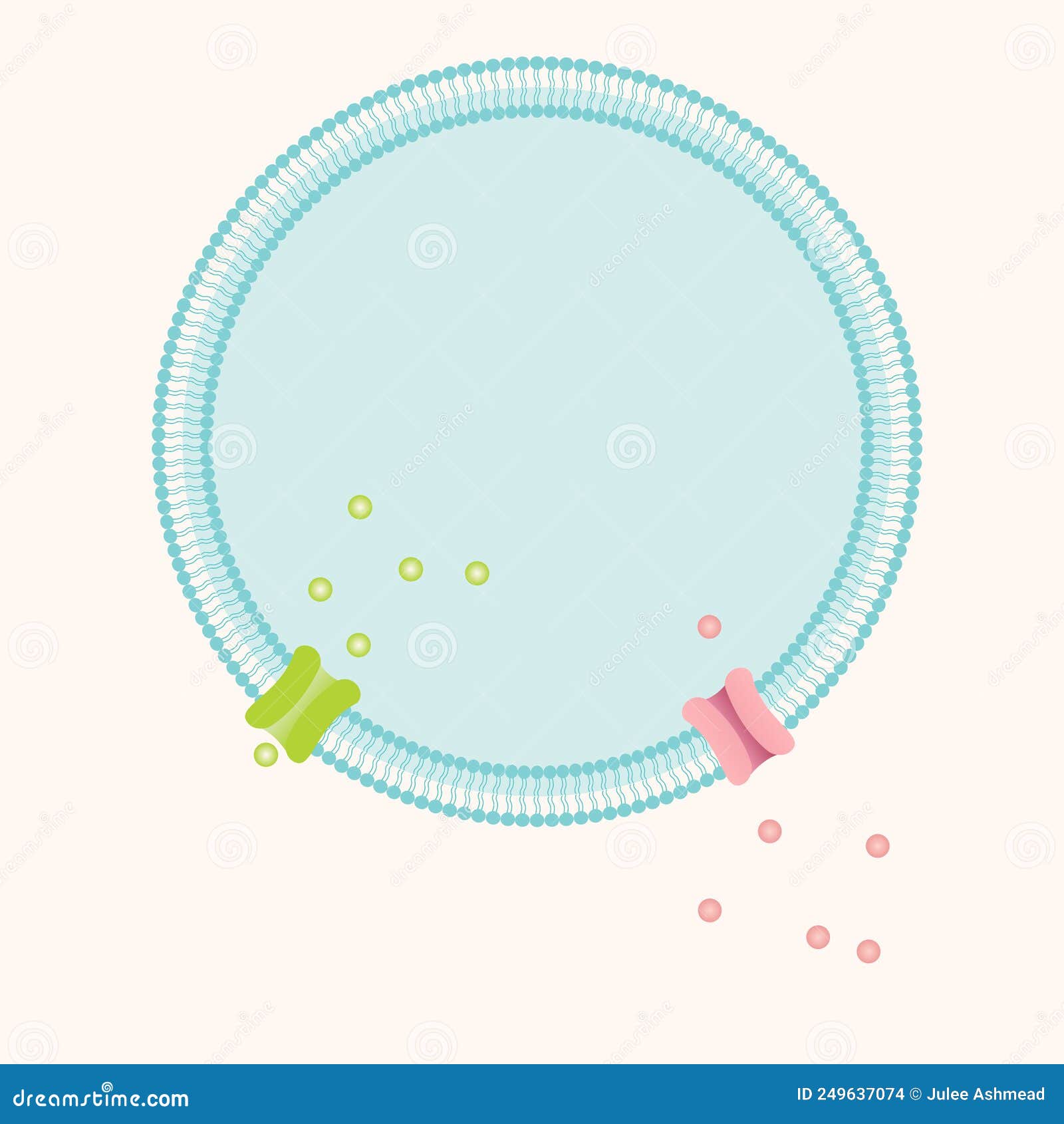 Bilayer Lipid Cell Membrane with Transmembrane Channel Proteins Stock ...