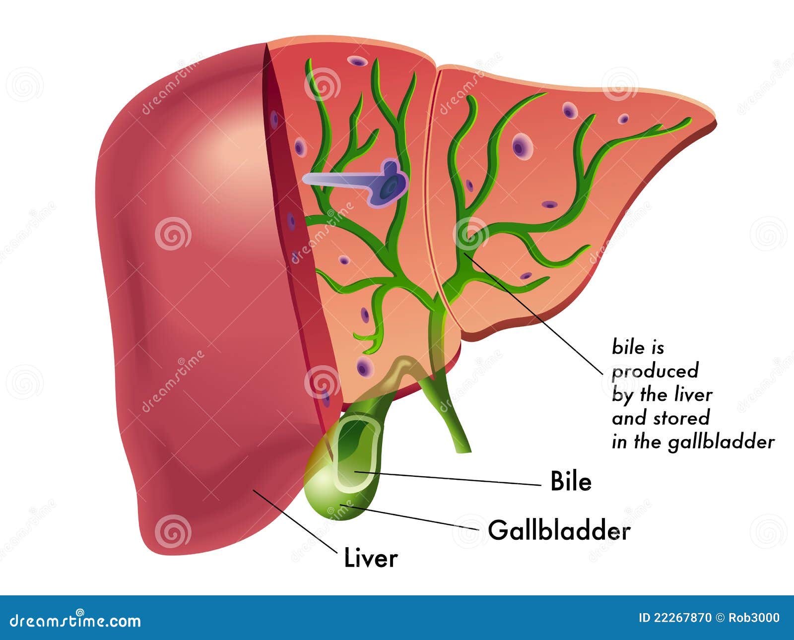 Bilis Foto de archivo - Imagen: 22267870