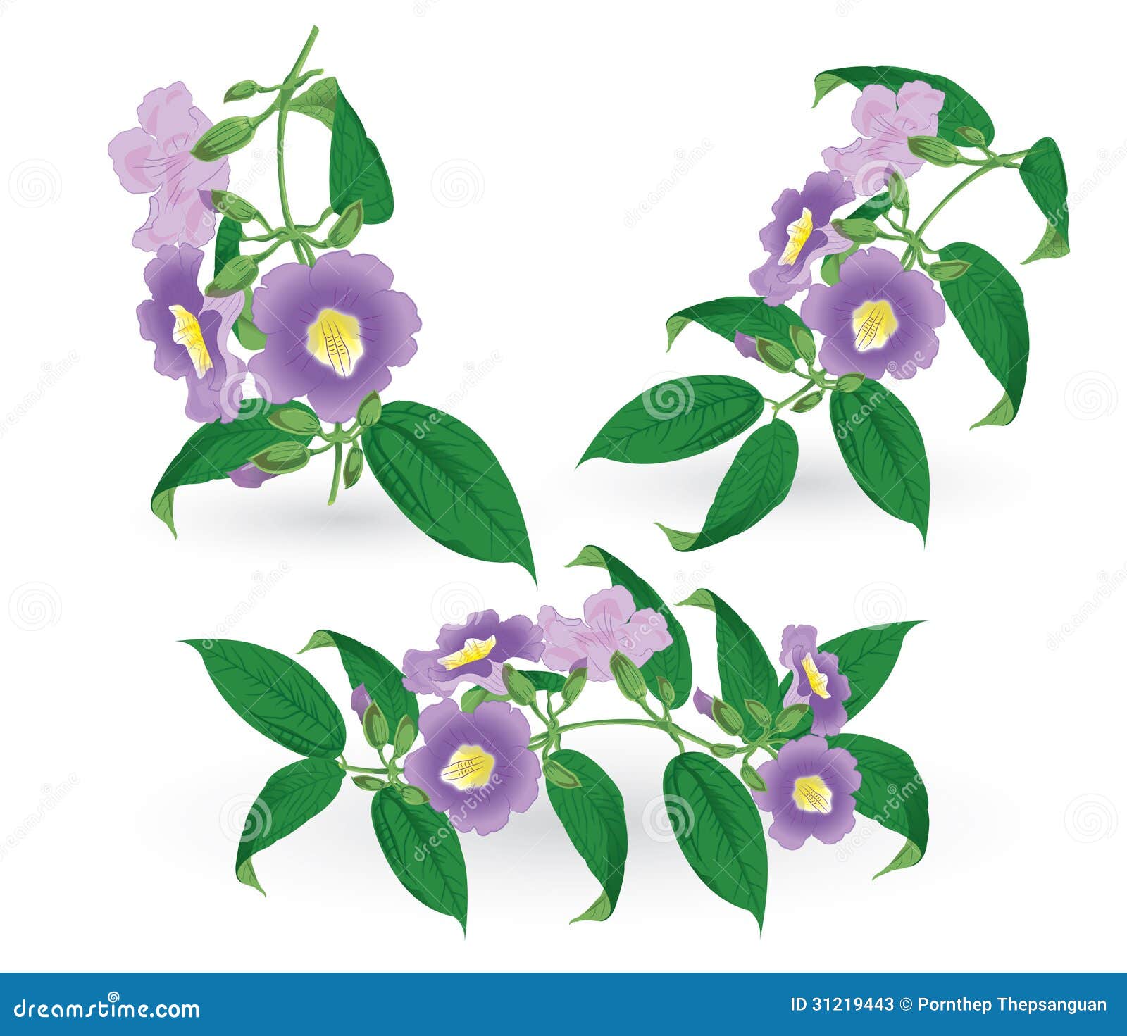Bill (Thunbergia Laurifolia Linn.) Stock de ilustración - Ilustración ...