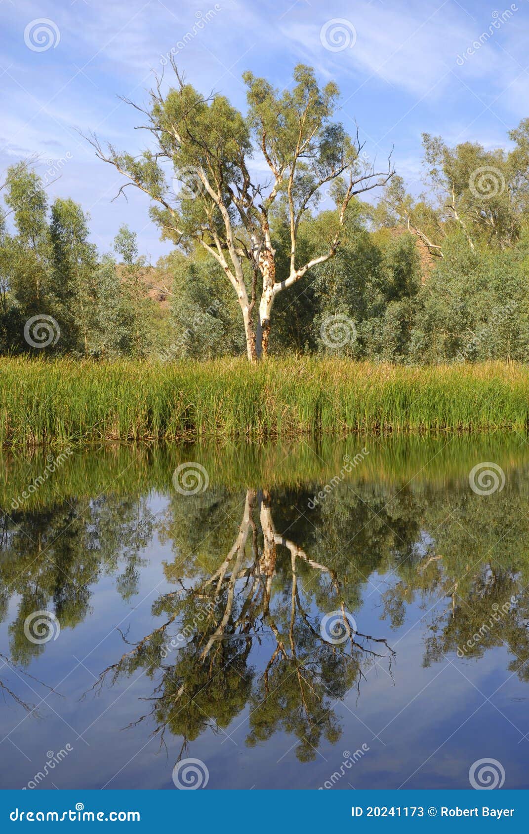 Billabong Red Centre stock image. Image of tree, northern - 20241173