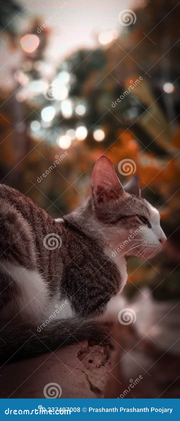 Billi stock photo. Image of wildcat, carnivore, billi - 237497008