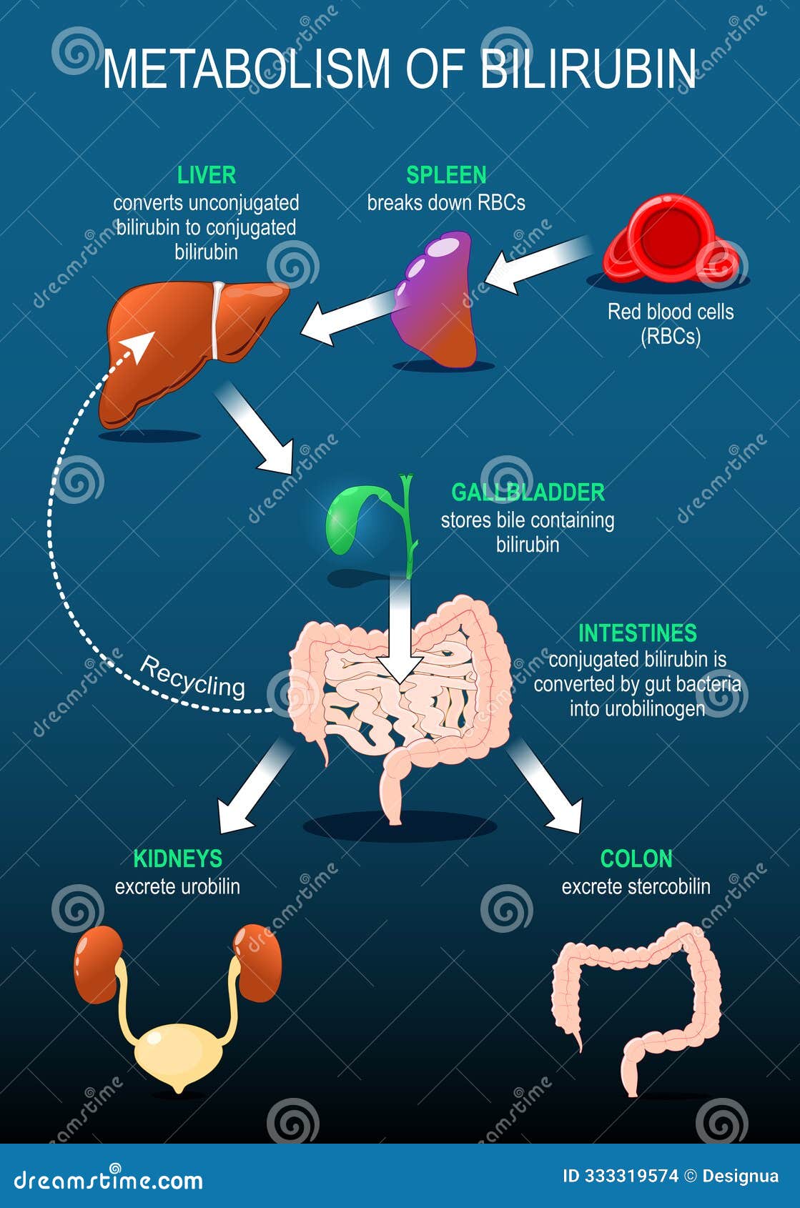 Metabolism of bilirubin stock vector. Illustration of schematic - 333319574
