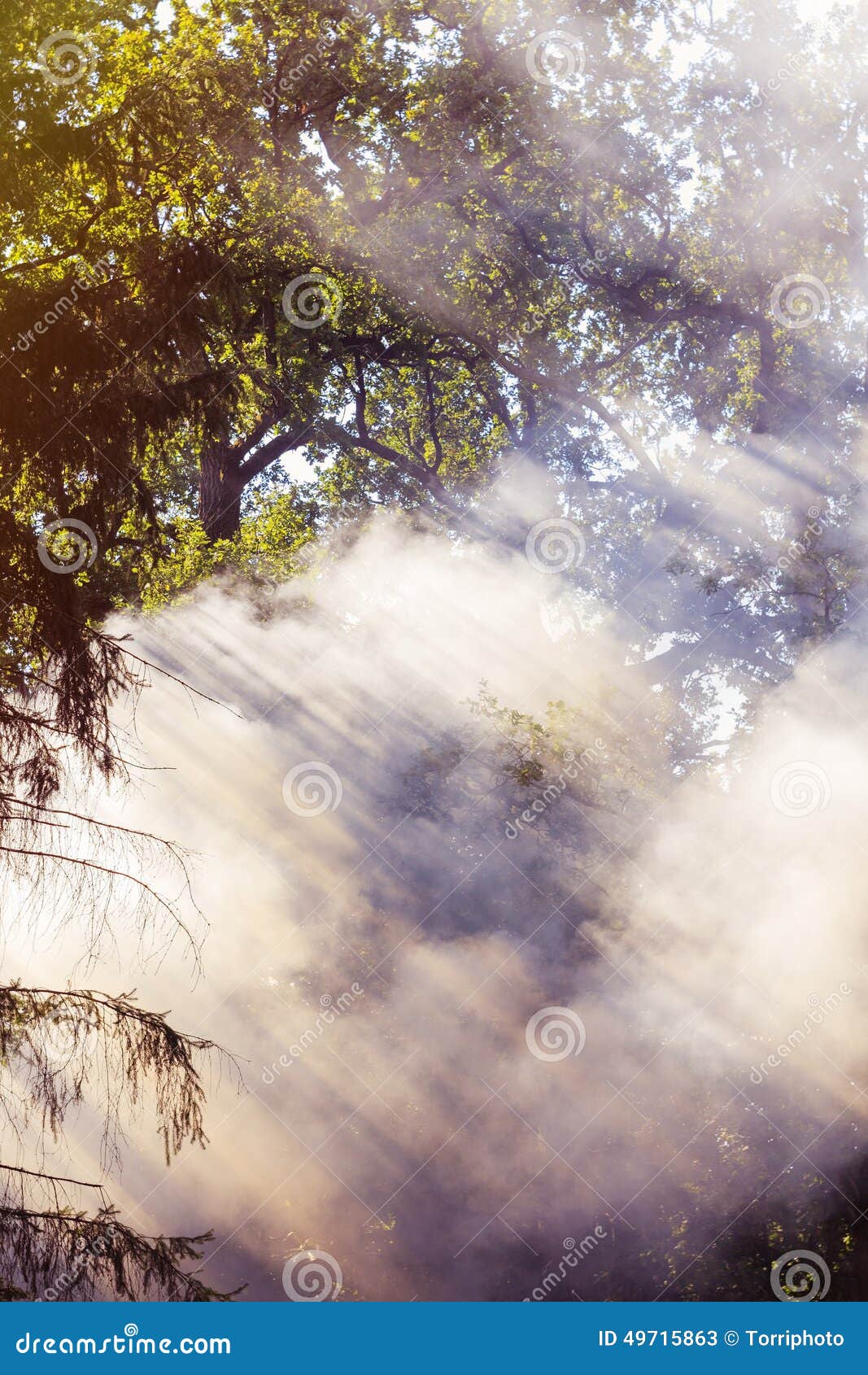 Billowing Smoke from Forest Fire Stock Image - Image of branch, green ...