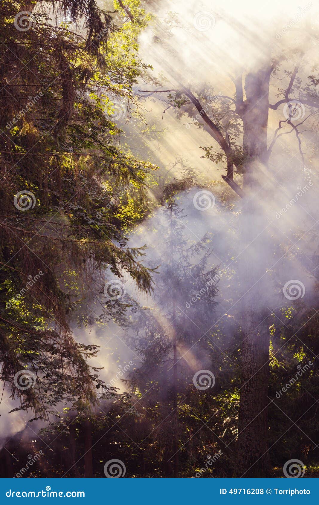 Billowing Smoke from Forest Fire Stock Photo - Image of county, nature ...