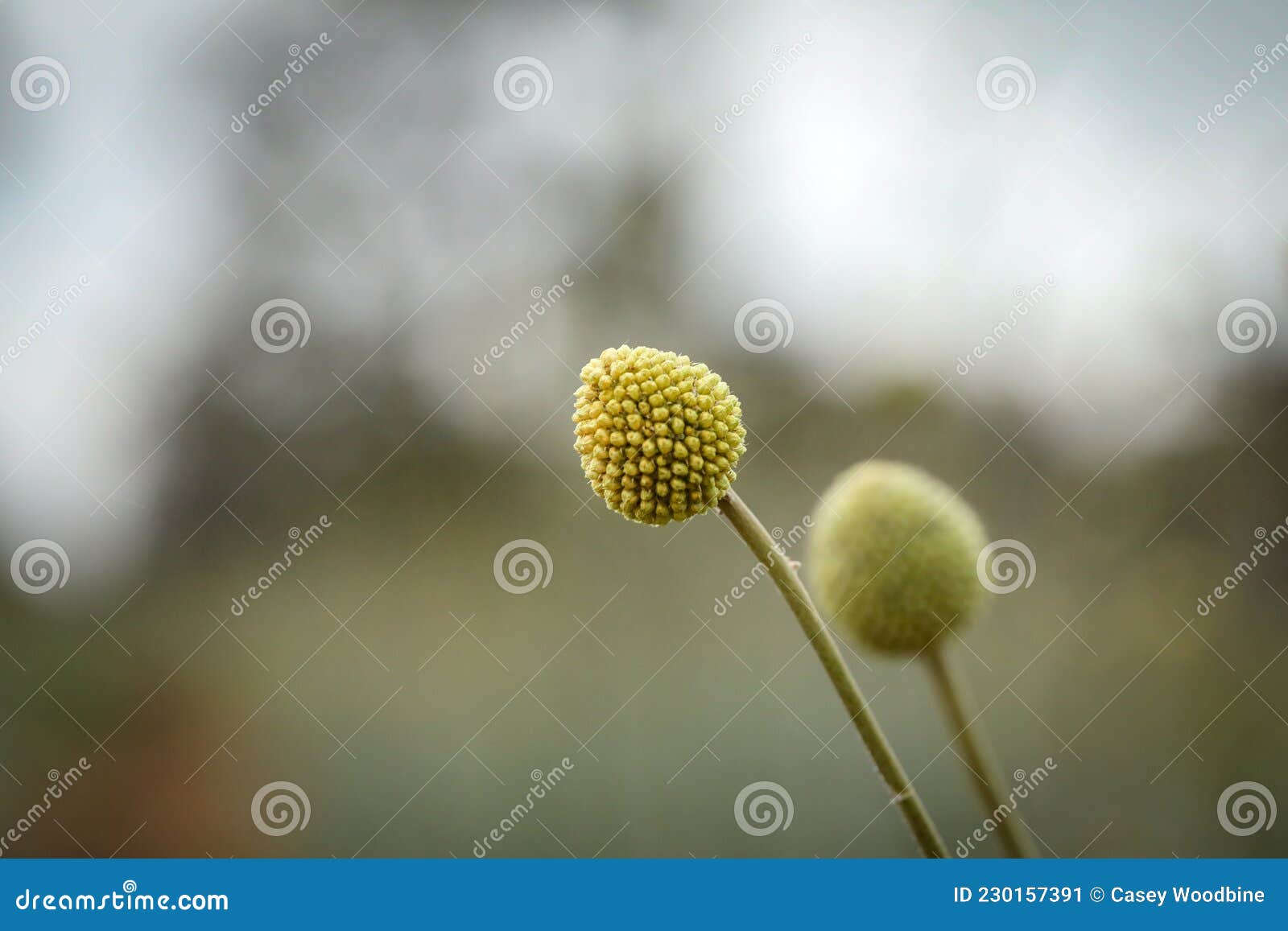 Billy Button Wildflower in Bloom on Flower Farm Stock Image - Image of ...