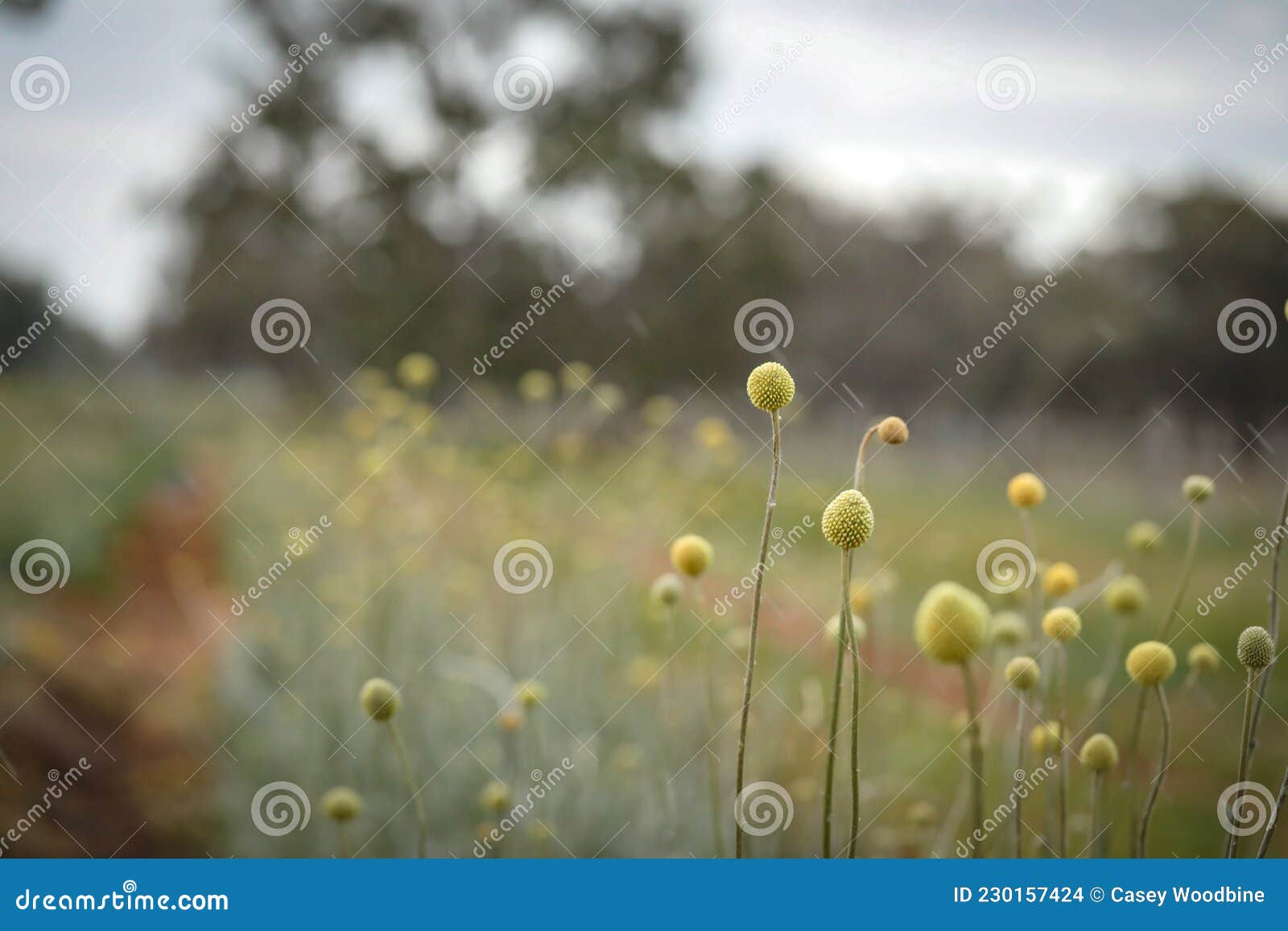 Billy Button Wildflower in Bloom on Flower Farm Stock Photo - Image of ...