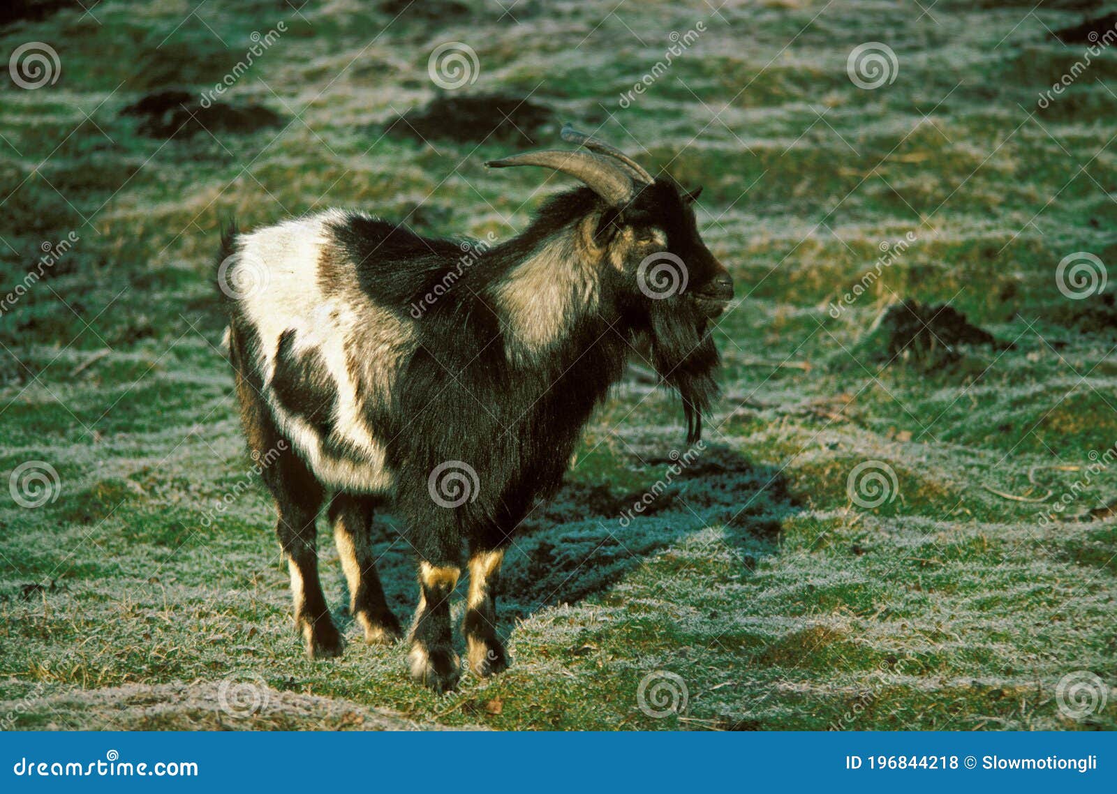 Billy of Dwarf Goat or Pygmy Goat, Capra Hircus Stock Photo - Image of ...
