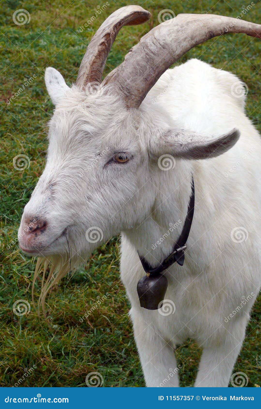 Billy goat stock image. Image of fleece, horned, billy - 11557357