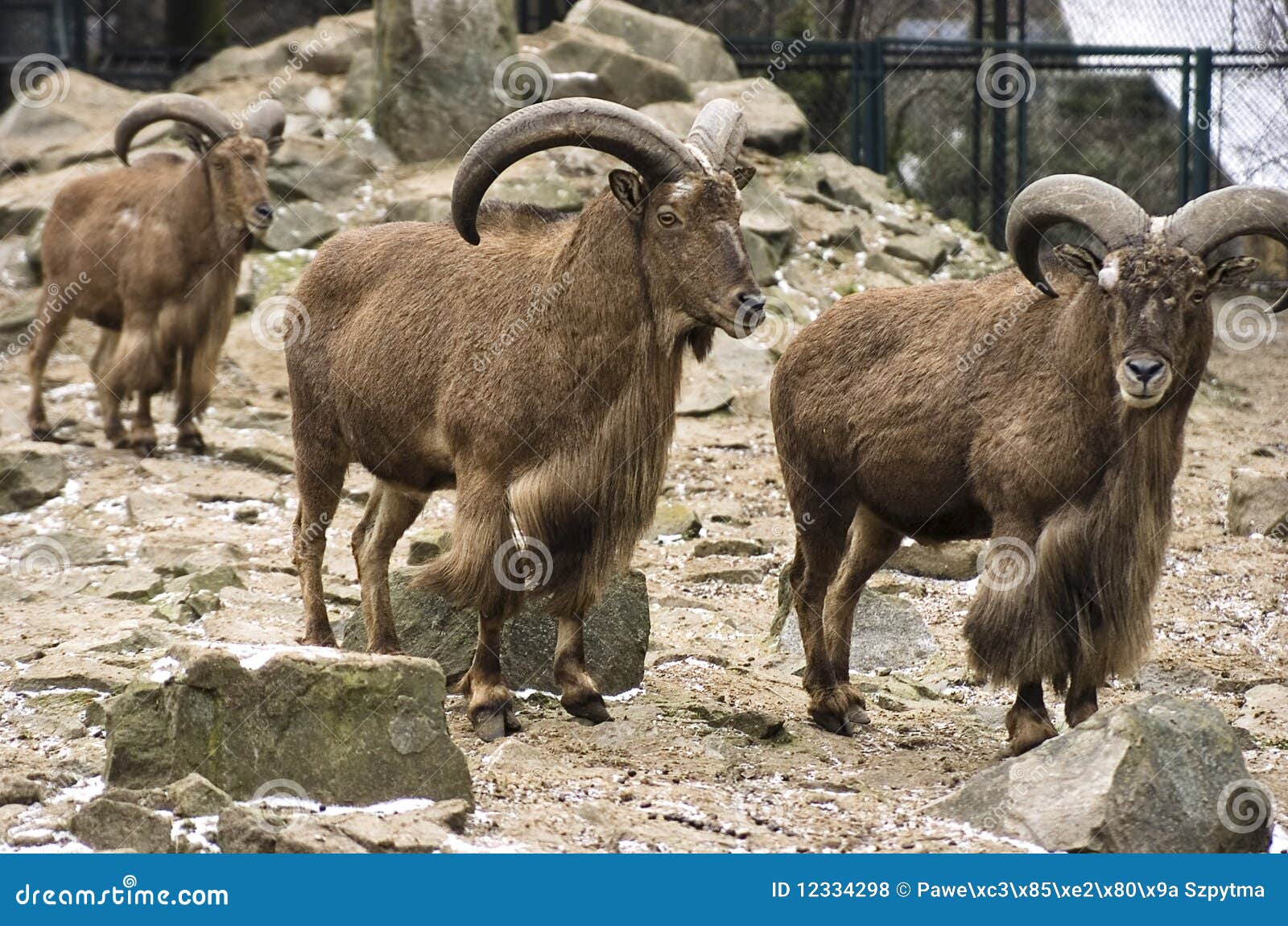 Billy-goat stock photo. Image of buck, goats, mammals - 12334298