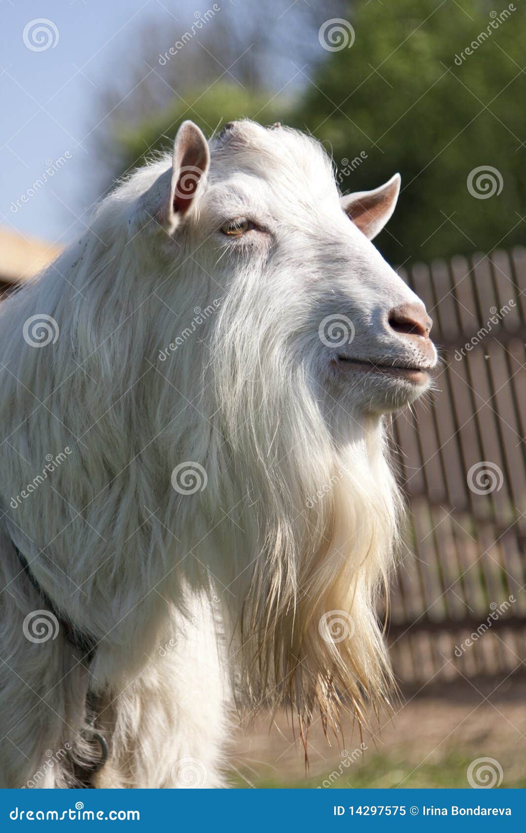 The billy goat stock image. Image of beard, proud, haughty - 14297575