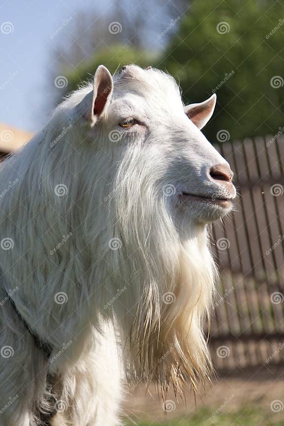 The billy goat stock image. Image of beard, proud, haughty - 14297575